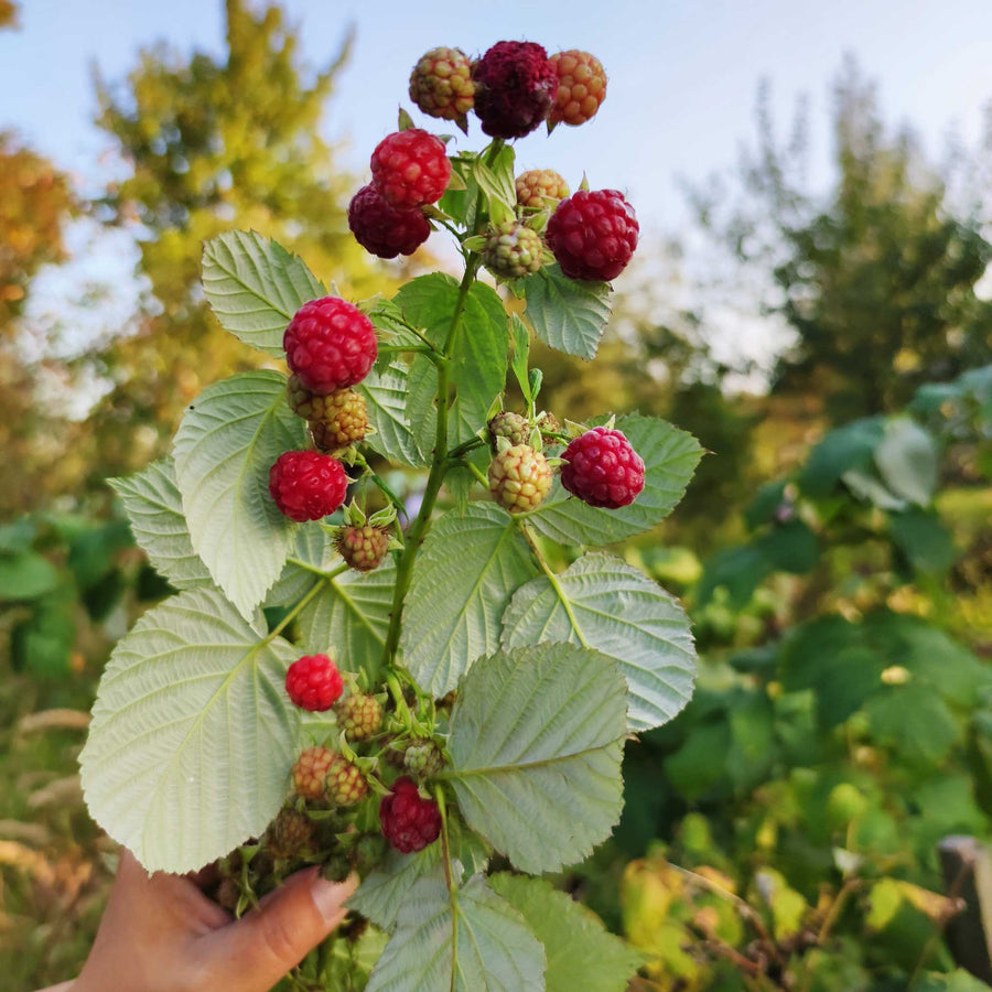 Heritage Raspberry Plant – Sweet, Juicy Berries, All-Season