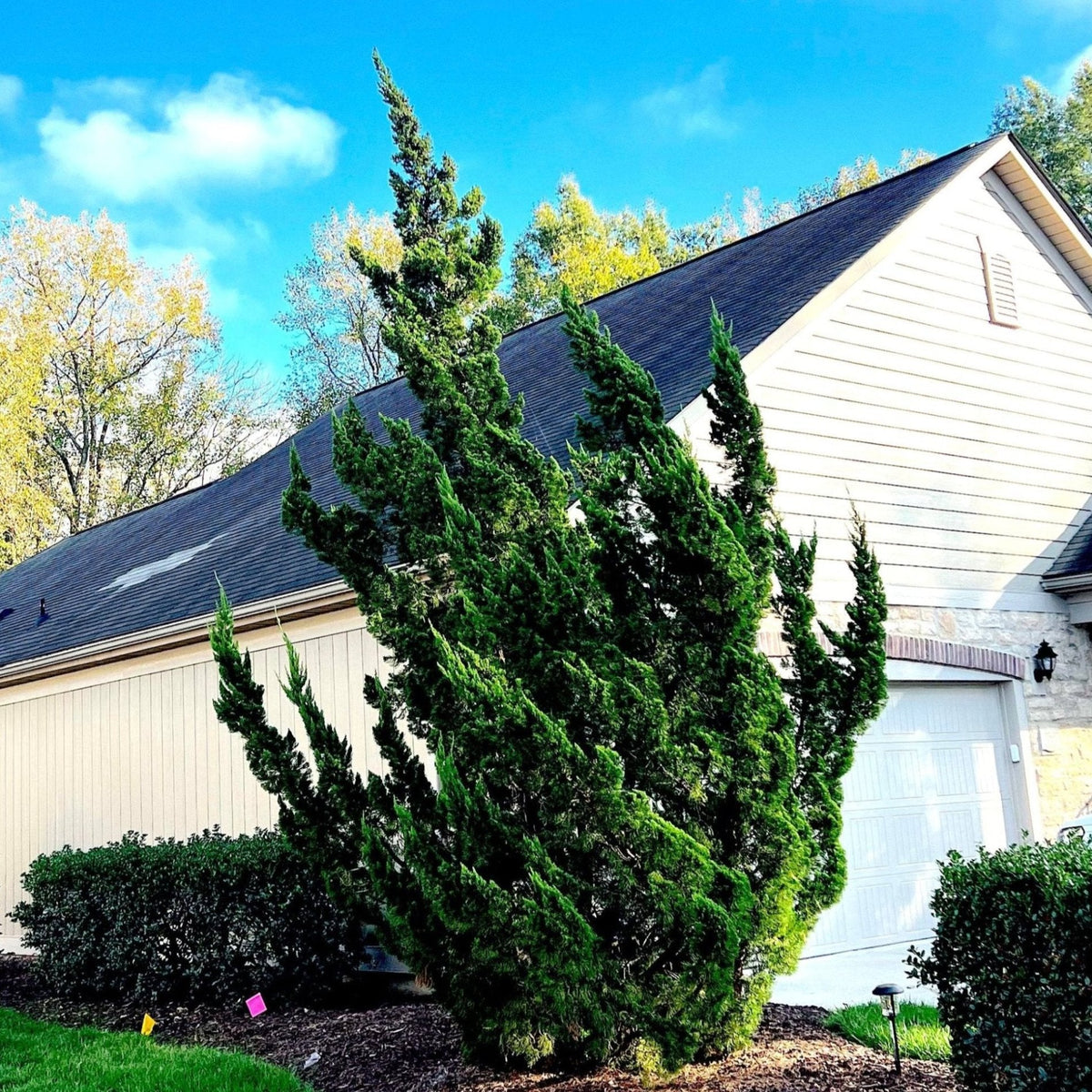 Hollywood Juniper – Unique, Hardy Evergreen Tree