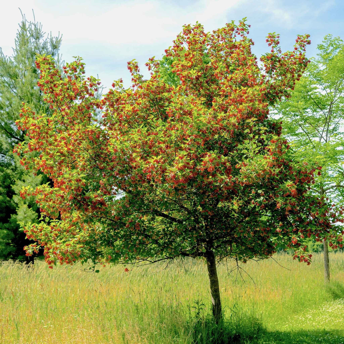 Hot Wings Tatarian Maple – Stunning Red Samaras & Fall Color