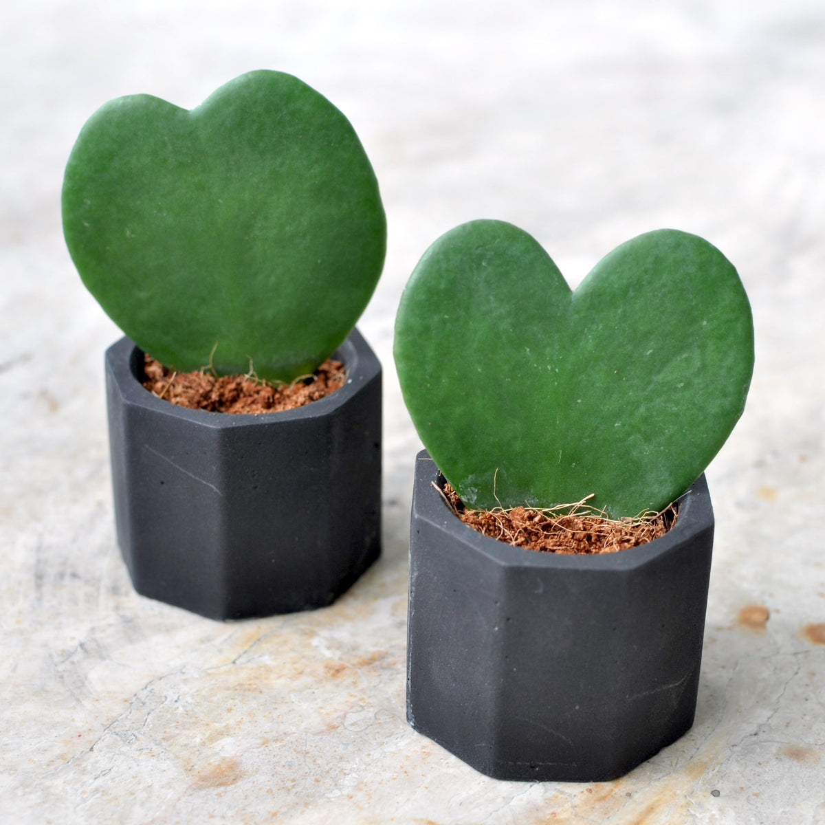 Hoya Kerrii Sweetheart Plant – Easy Care Heart-Shaped Leaf | Succulent
