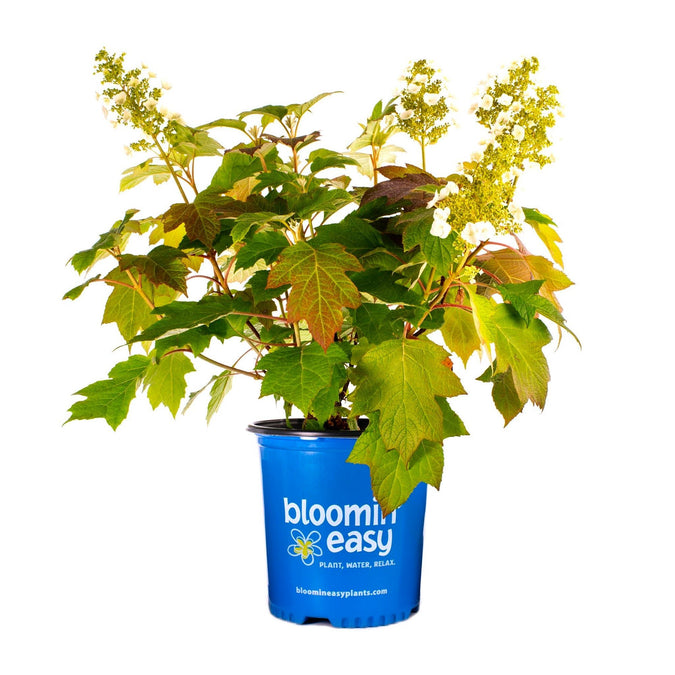 Toy Soldier™ Hydrangea – Compact Oakleaf Hydrangea with Bold Fall Color