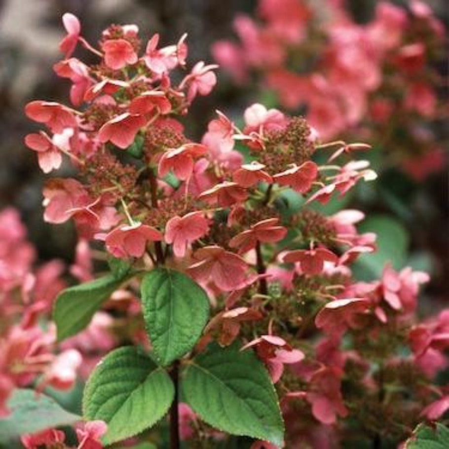 Quick Fire Hydrangea Tree – Early Blooming, Striking Flowers