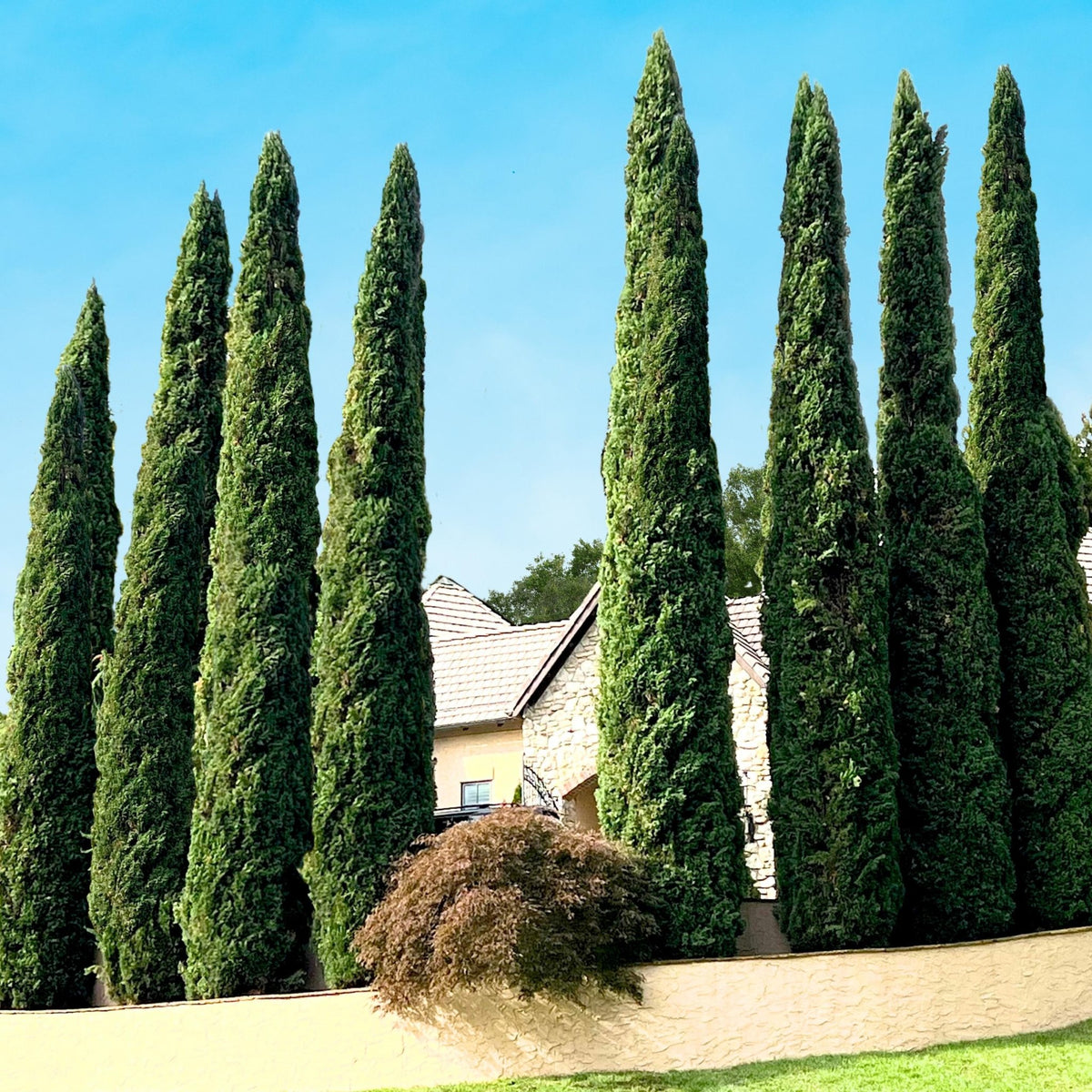 Italian Cypress Trees