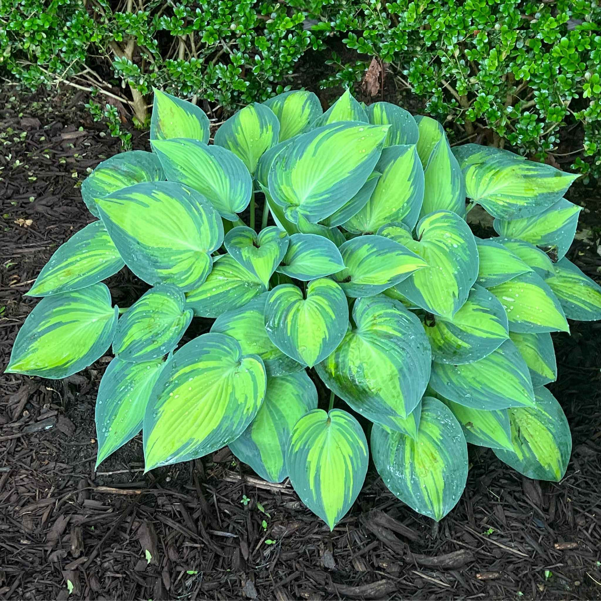 June Hosta – Award-Winning Shade Perennial with Stunning Variegation
