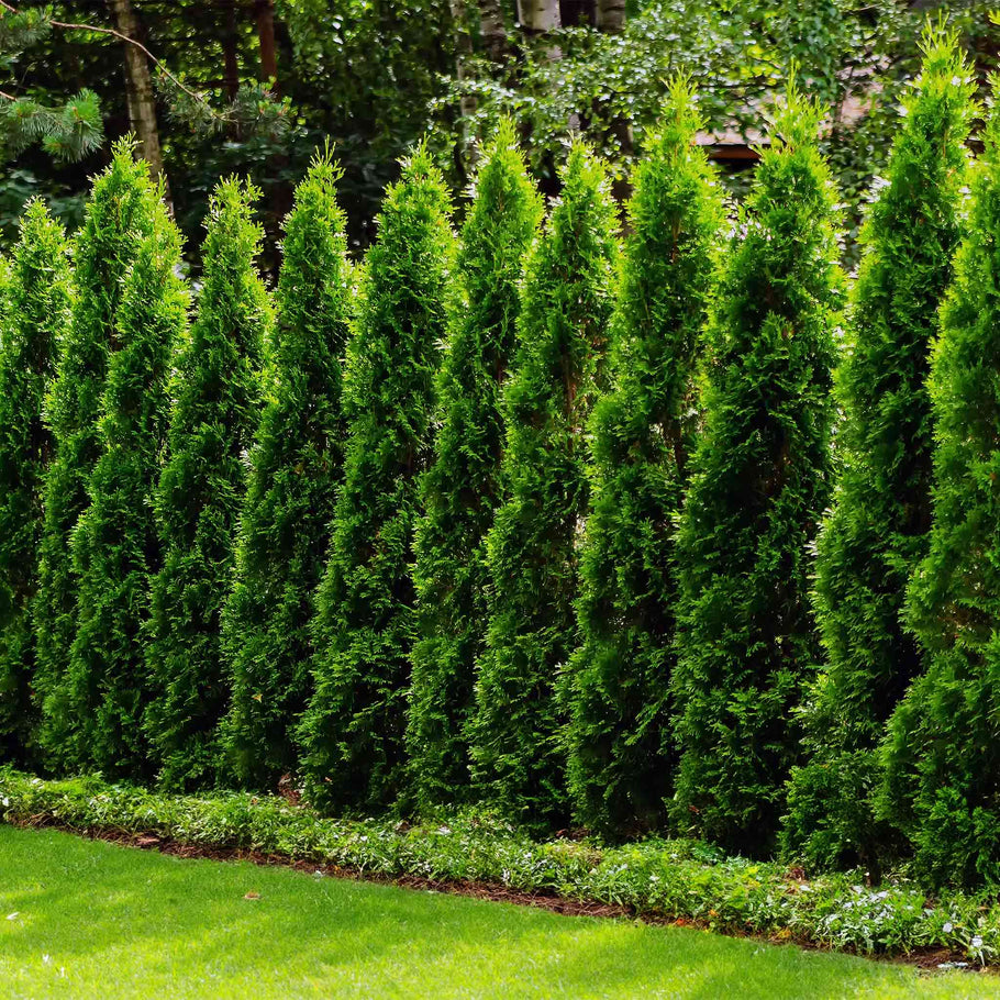 Junior Giant Thuja Arborvitae | Mid-Sized, Fast-Growing Privacy Tree