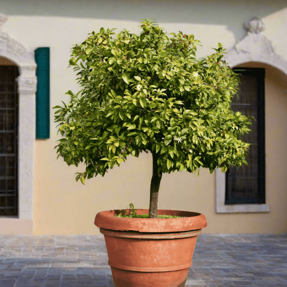 Key Lime Tree – Juicy, Tangy Limes, Year-Round Harvest