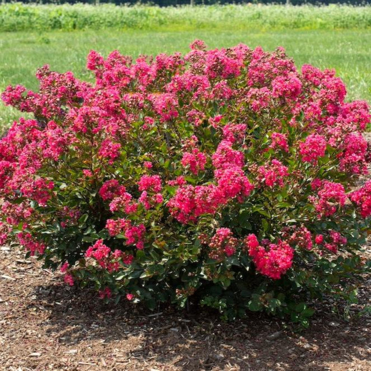 Bellini® Raspberry Crape Myrtle – Compact & Vibrant Blooms