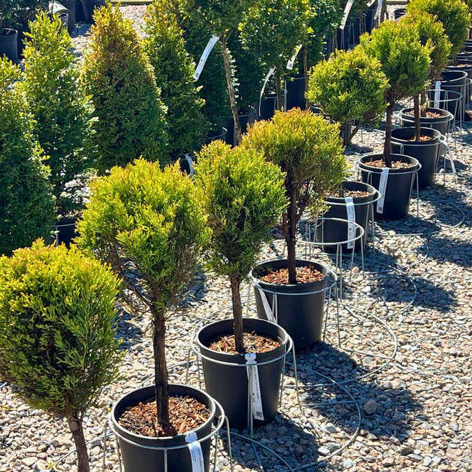 Lemon Cypress Topiary – A Fragrant and Stylish Accent for Your Space