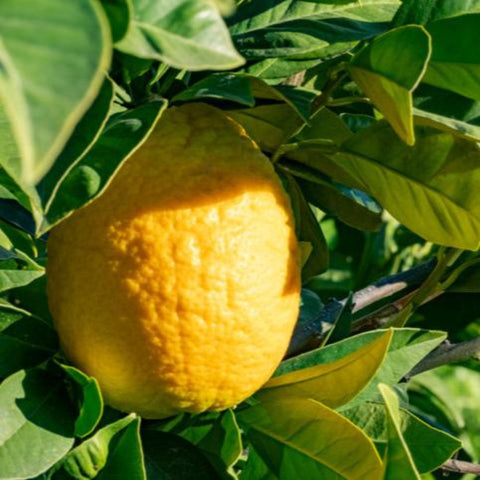 Lisbon Lemon Tree – Juicy, Tangy Lemons, Year-Round Harvest