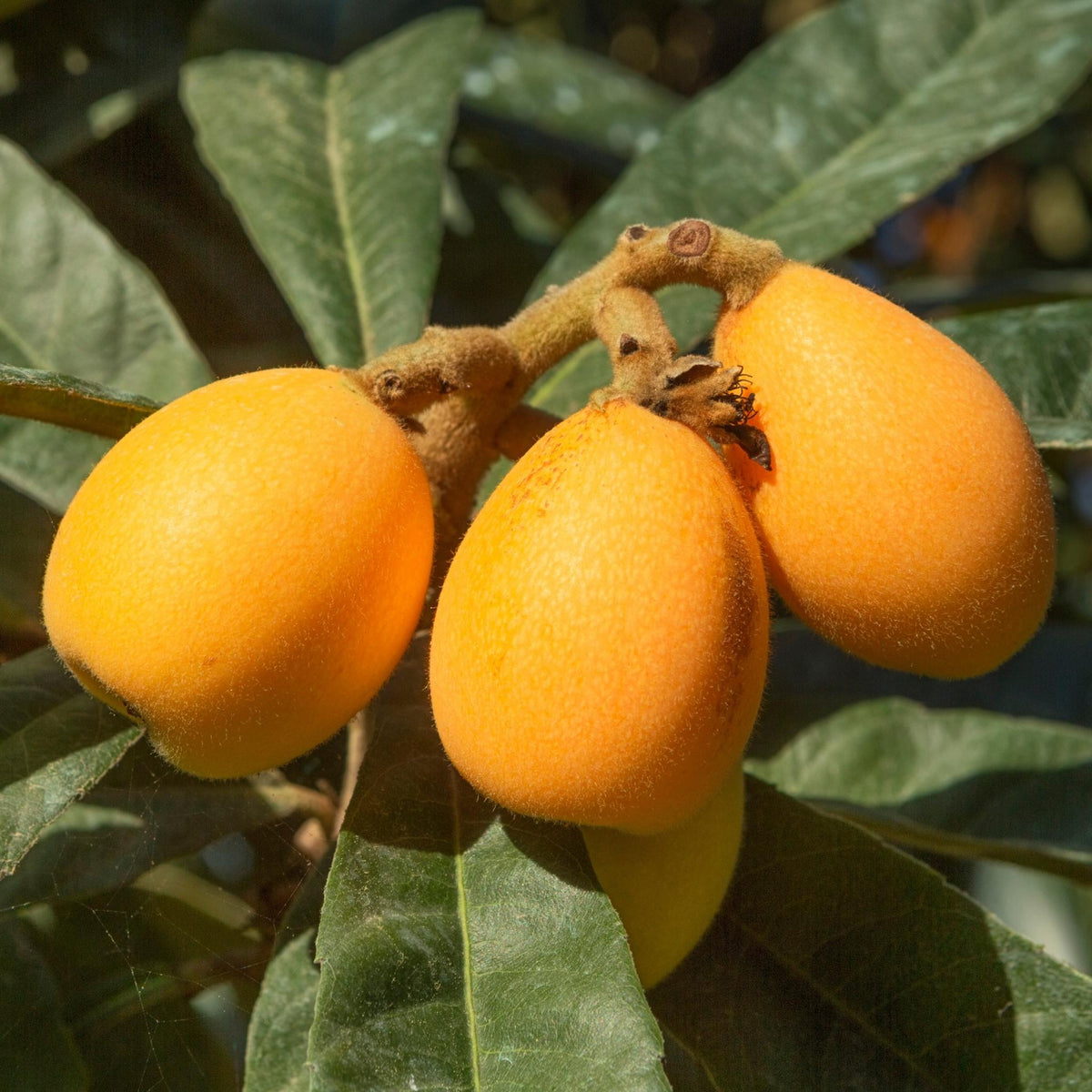Japanese Loquat Tree – Sweet, Juicy Fruit, Ornamental Beauty