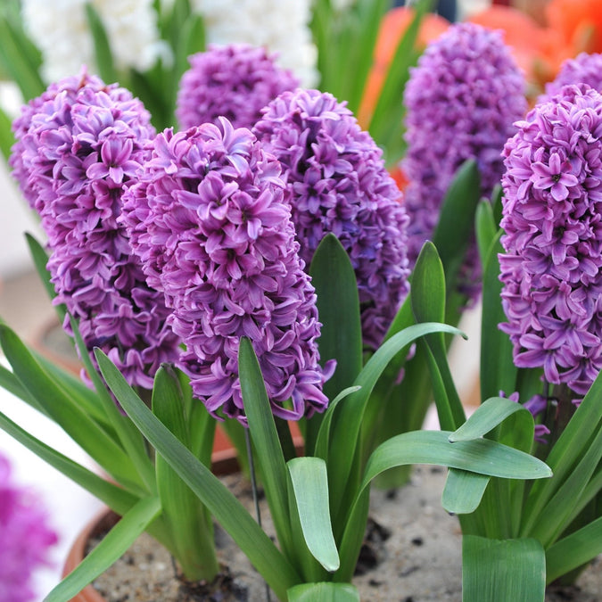 Miss Saigon Hyacinth Bulbs – Rich Purple Fragrant Blooms