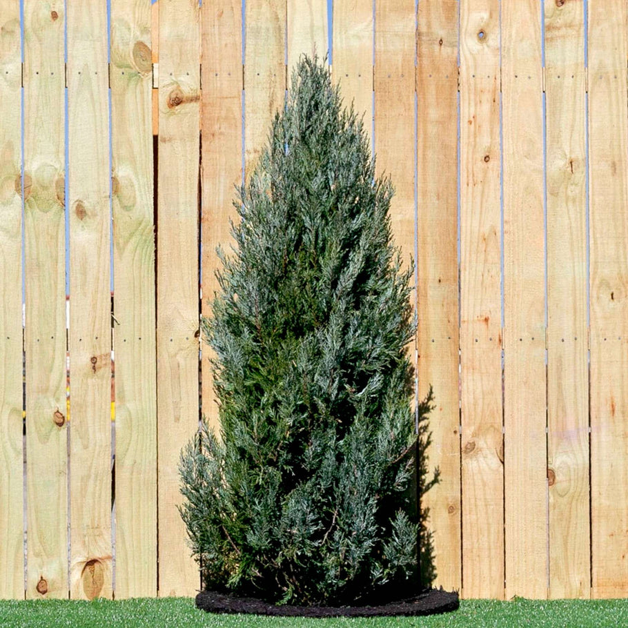 Moonglow Juniper – Striking Silvery-Blue Evergreen