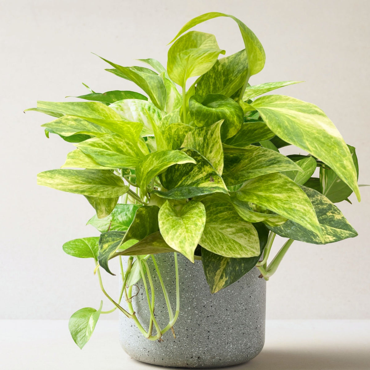 Pothos 'Neon Queen' – Stunning Variegated Vine for Any Space