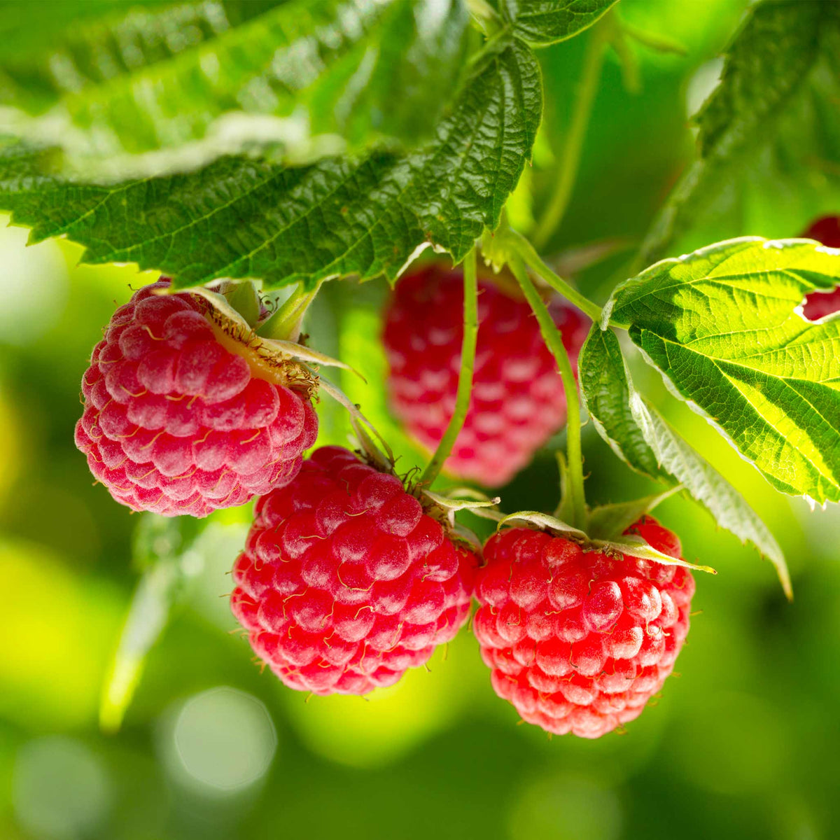 Nova Red Raspberry Plant – Sweet, Hardy, High-Yield