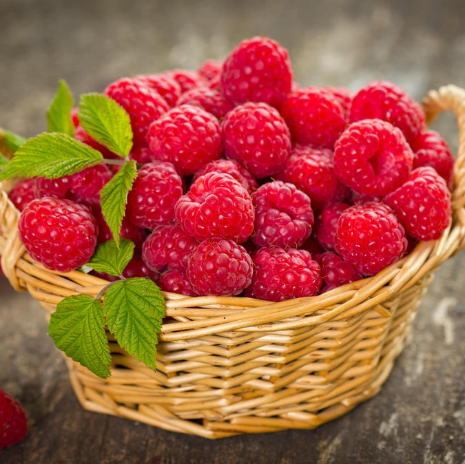 Nova Red Raspberry Plant – Sweet, Hardy, High-Yield
