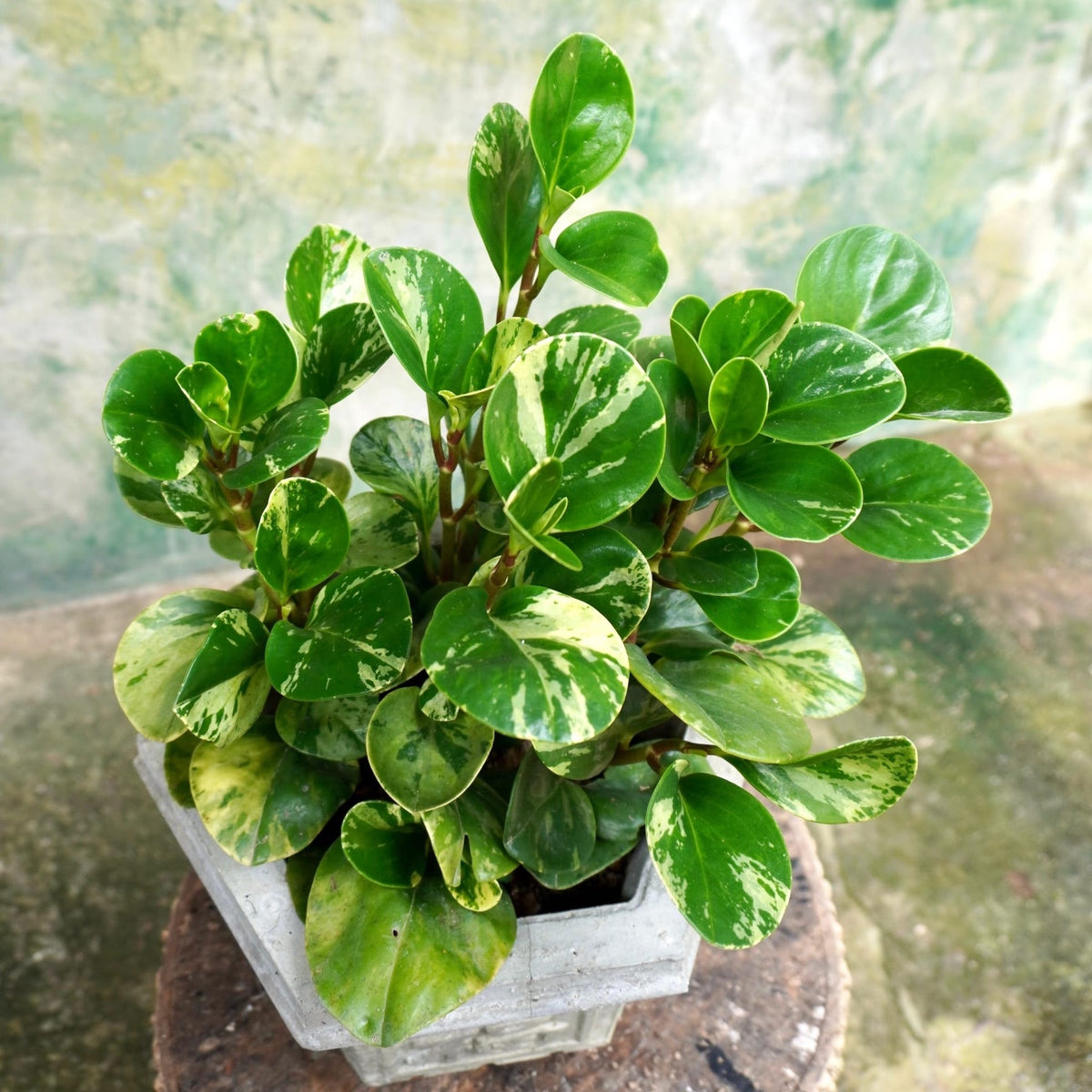 Peperomia 'Marble' Houseplant - The Variegated Baby Rubber Plant