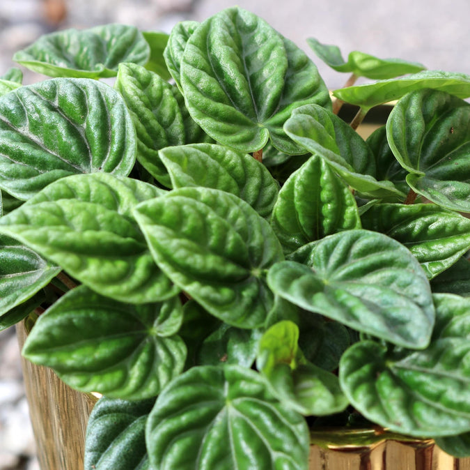 Peperomia caperata – Elegant Rippled Houseplant