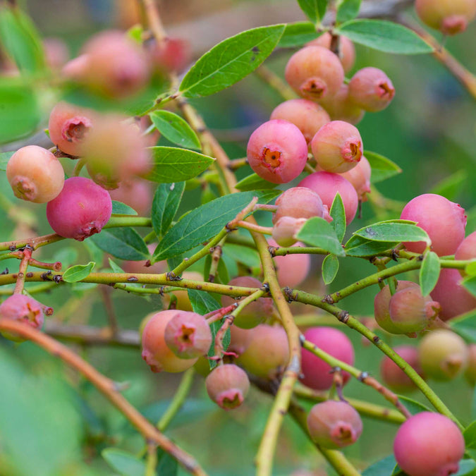 Pink Lemonade Blueberry – Sweet, Unique Pink Berries, Hardy