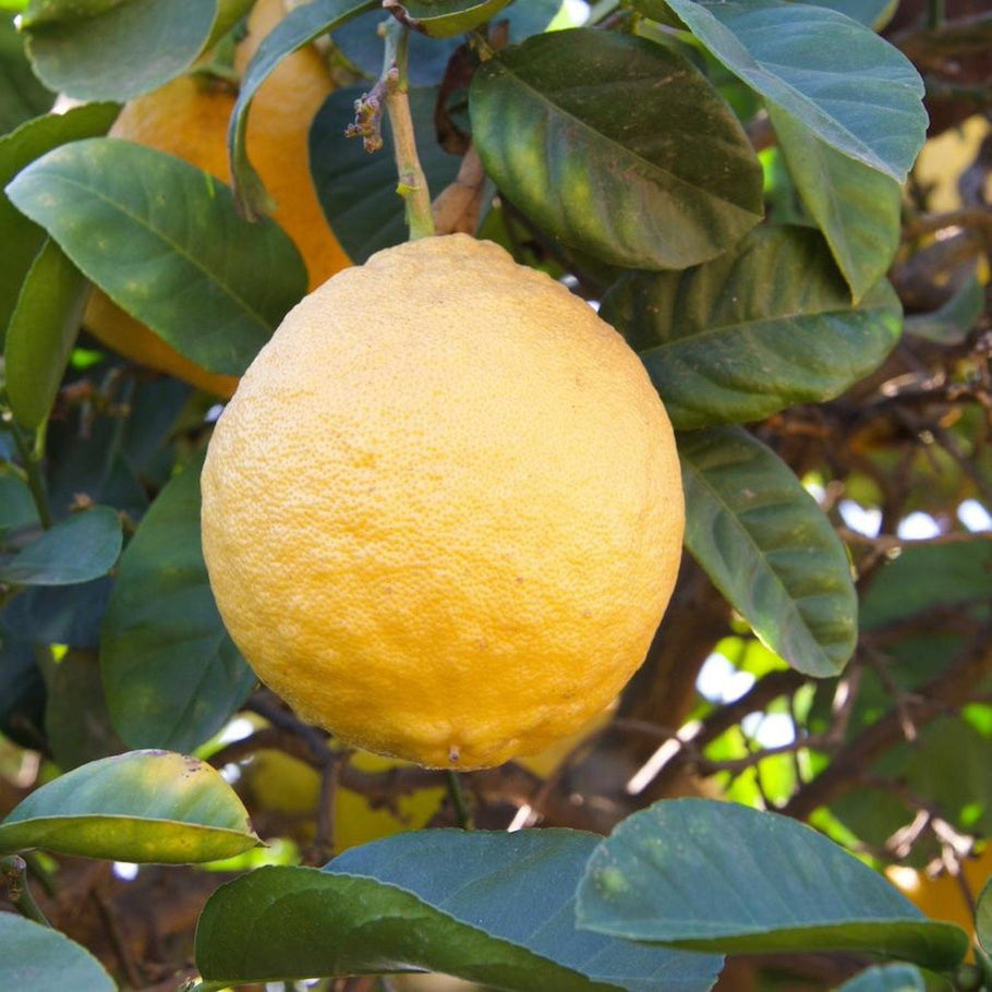 Ponderosa Lemon Tree – Giant Lemons, Juicy, Easy to Grow
