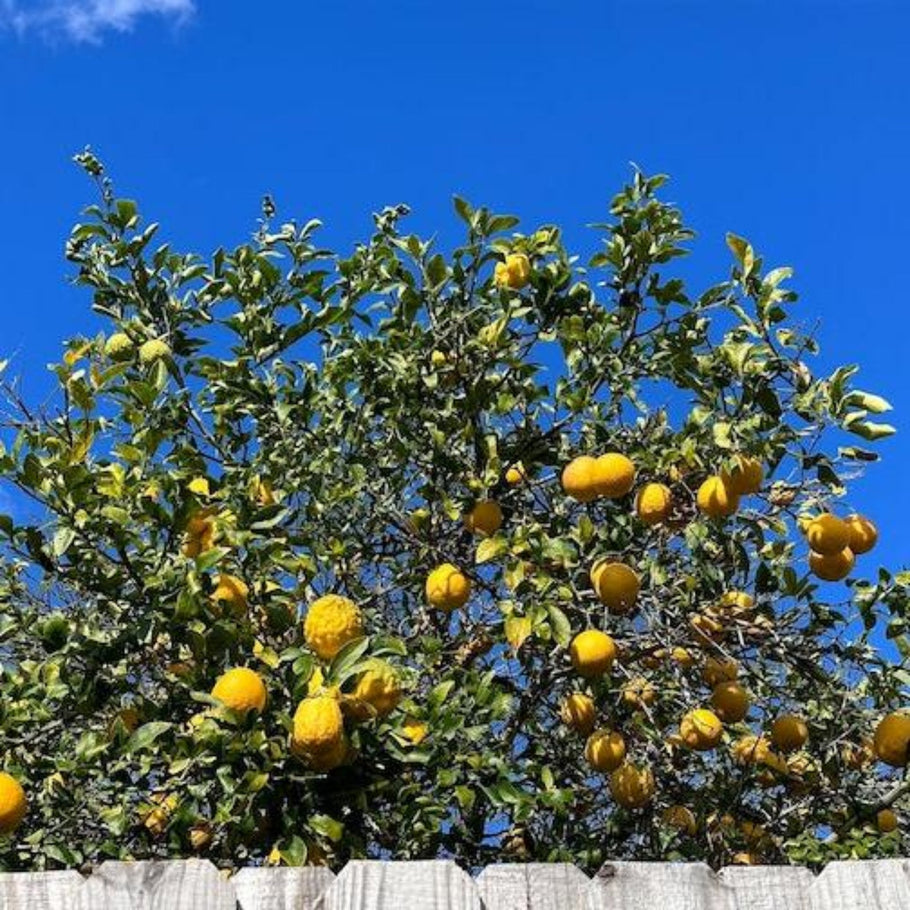Ponderosa Lemon Tree – Giant Lemons, Juicy, Easy to Grow