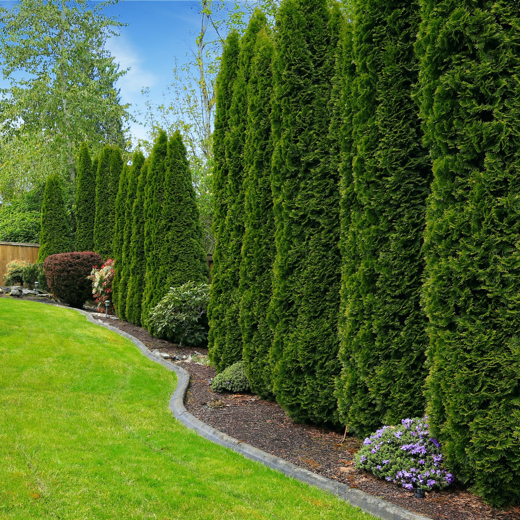 Privacy Trees - The Best Fast Growing Evergreen Trees Available