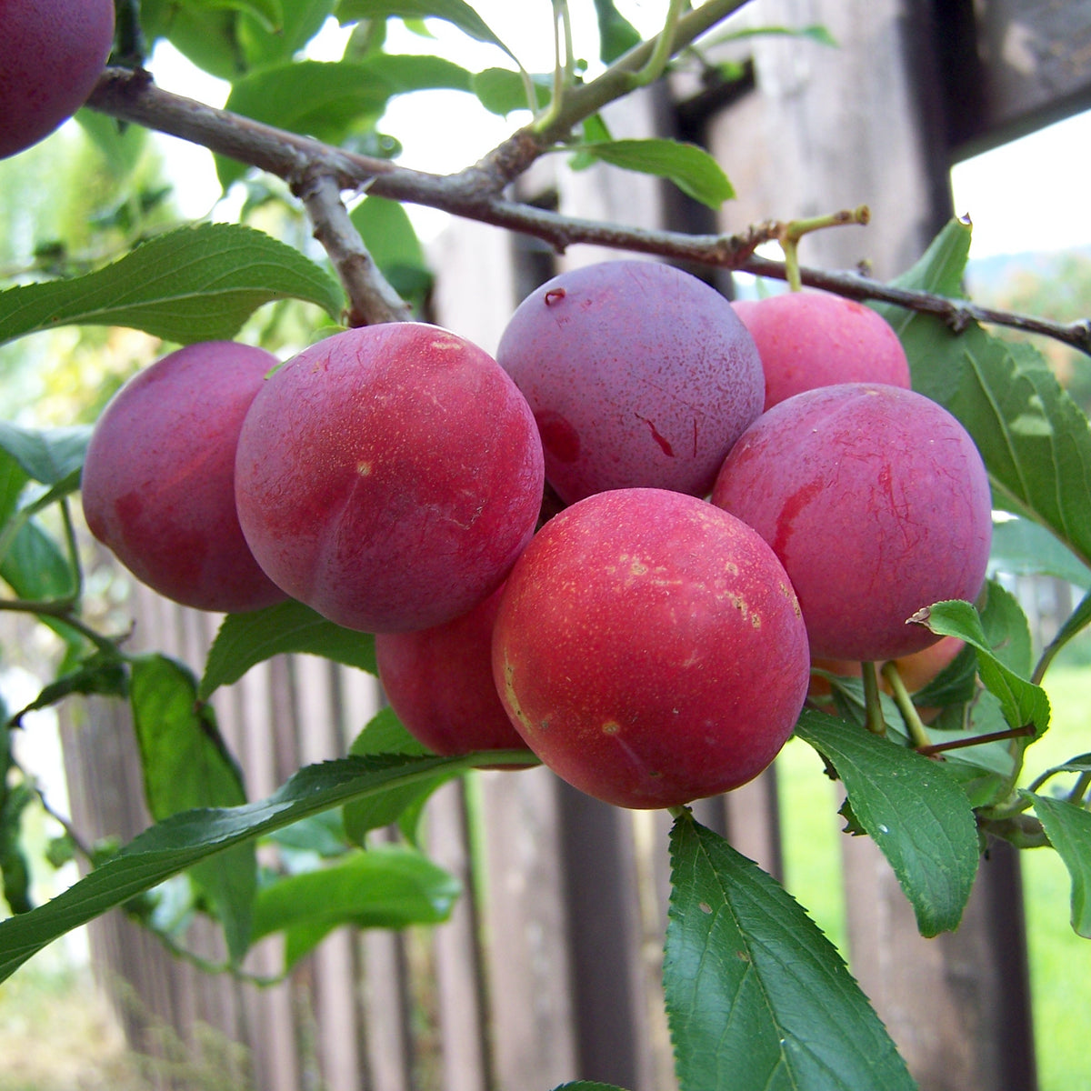 Bubblegum 'Toka' Plum Tree – Sweet, Hardy & Self-Fertile
