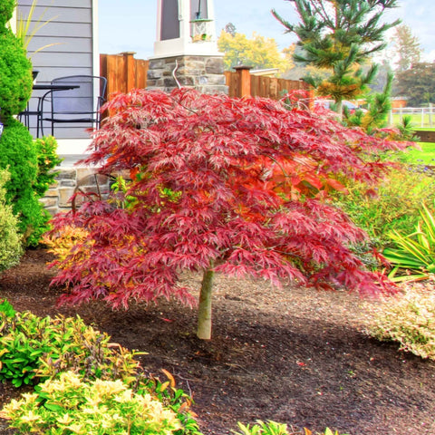 Red Dragon Japanese Maple Tree - Stunning Deep Red Foliage