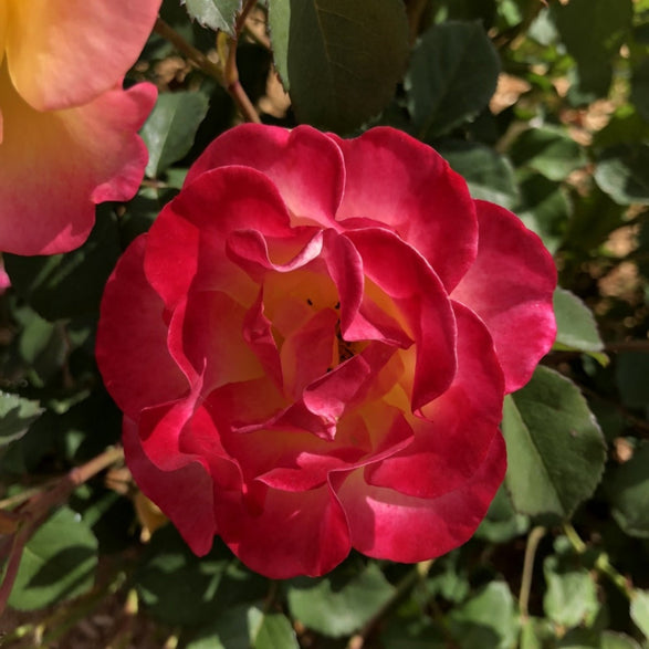 Gumball Goody Rose – Cold-Hardy, Compact & Continuous Blooms