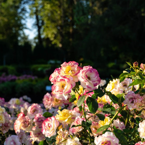 Gumball Goody Rose – Cold-Hardy, Compact & Continuous Blooms