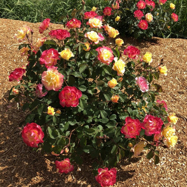 Gumball Goody Rose – Cold-Hardy, Compact & Continuous Blooms