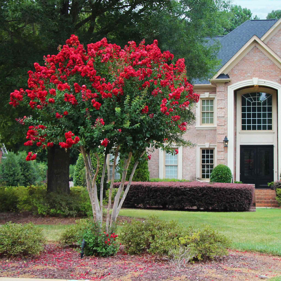 Scarlet Colorama Crapemyrtle – Bright Red, Long-Lasting Blooms