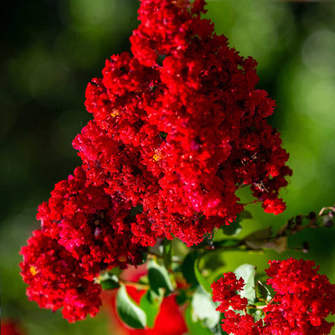 Scarlet Colorama Crapemyrtle – Bright Red, Long-Lasting Blooms