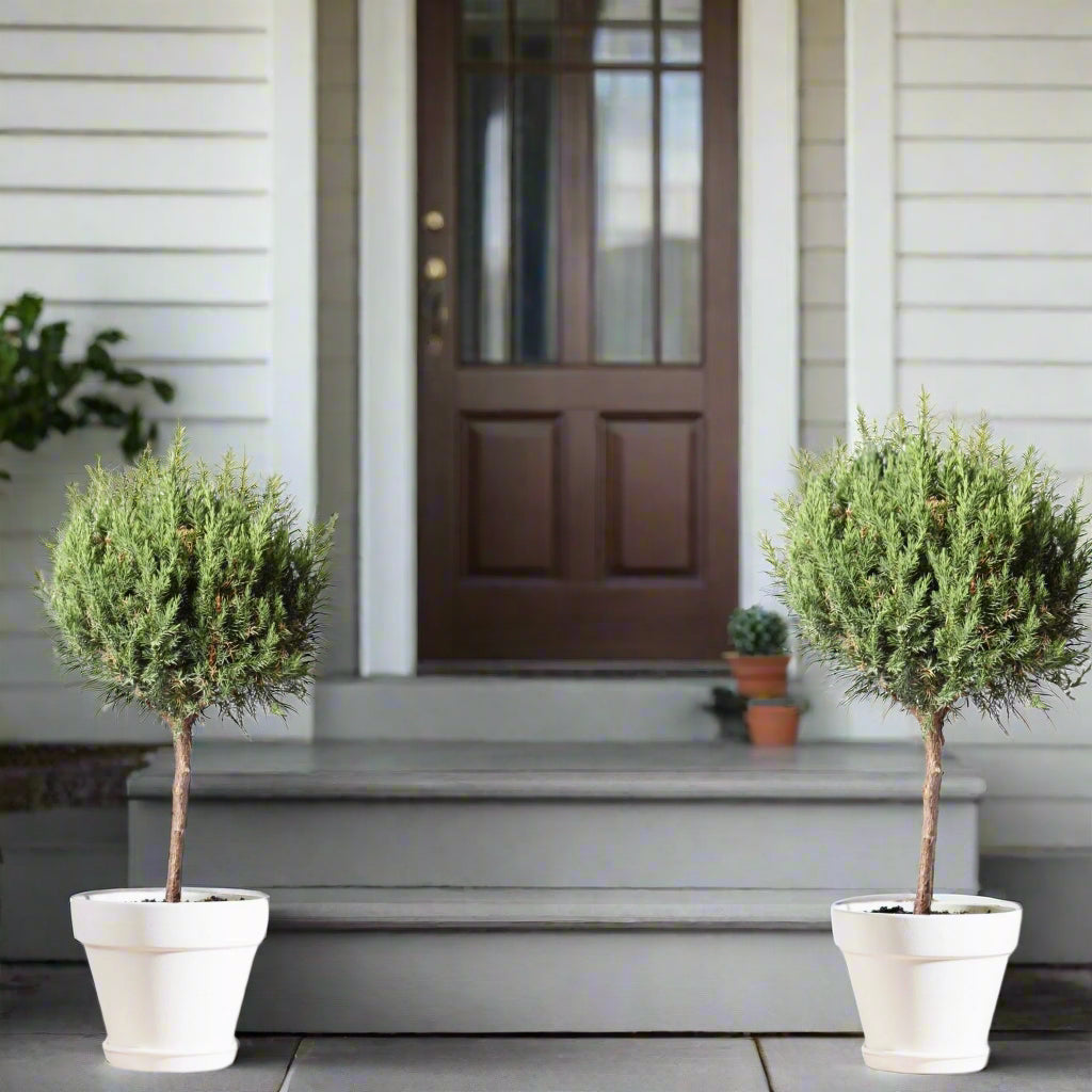 Blue Point Juniper Topiary