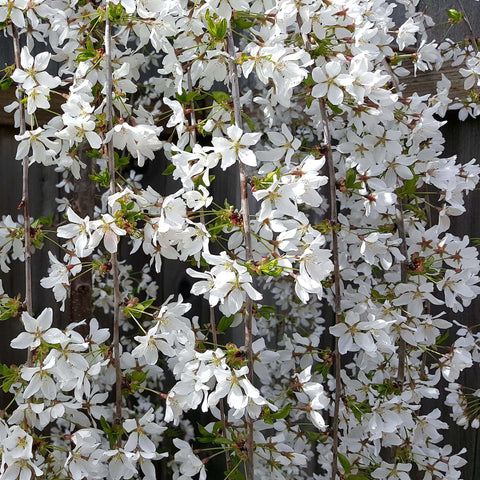 Snow Fountains Weeping Cherry Tree – Elegant Cascading Blooms