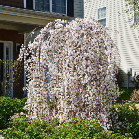 Snow Fountains Weeping Cherry Tree – Elegant Cascading Blooms