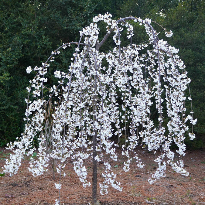 Snow Fountains Weeping Cherry Tree – Elegant Cascading Blooms