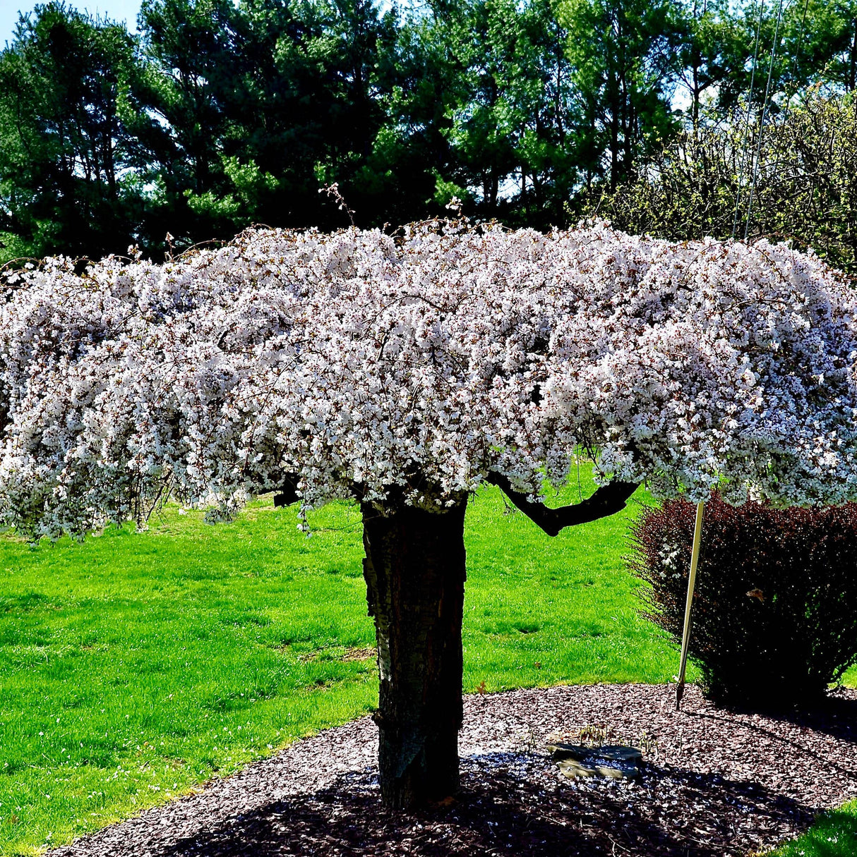 Snow Fountains Weeping Cherry Tree – Elegant Cascading Blooms