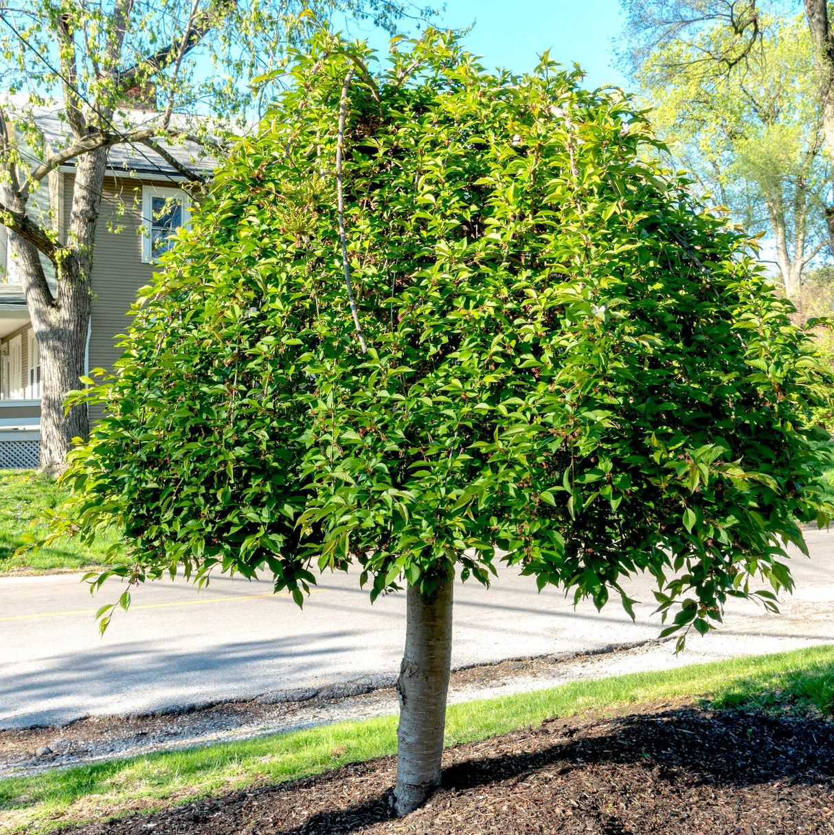 Snow Fountains Weeping Cherry Tree – Elegant Cascading Blooms