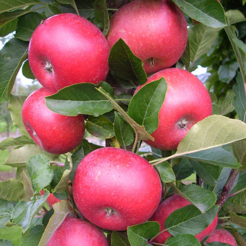 Tasty Red™ Fruit Snacks™ Apple Tree – Sweet, Space-Saving Apples