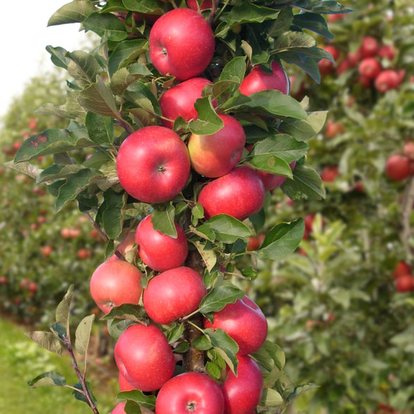 Tasty Red™ Fruit Snacks™ Apple Tree – Sweet, Space-Saving Apples