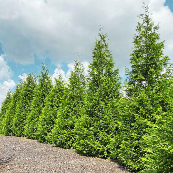 Thuja Green Giant - Fastest Growing Evergreen Privacy Tree