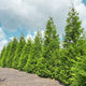Thuja Green Giant - Fastest Growing Evergreen Privacy Tree