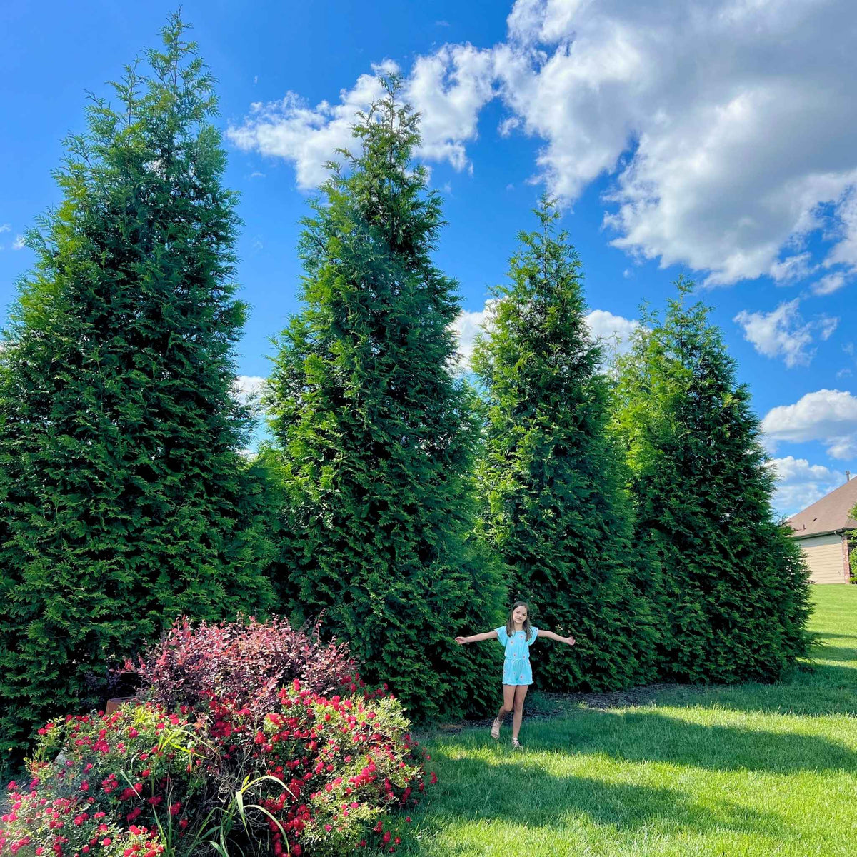 Thuja Green Giant - Fastest Growing Evergreen Privacy Tree