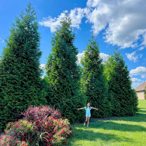 Thuja Green Giant - Fastest Growing Evergreen Privacy Tree