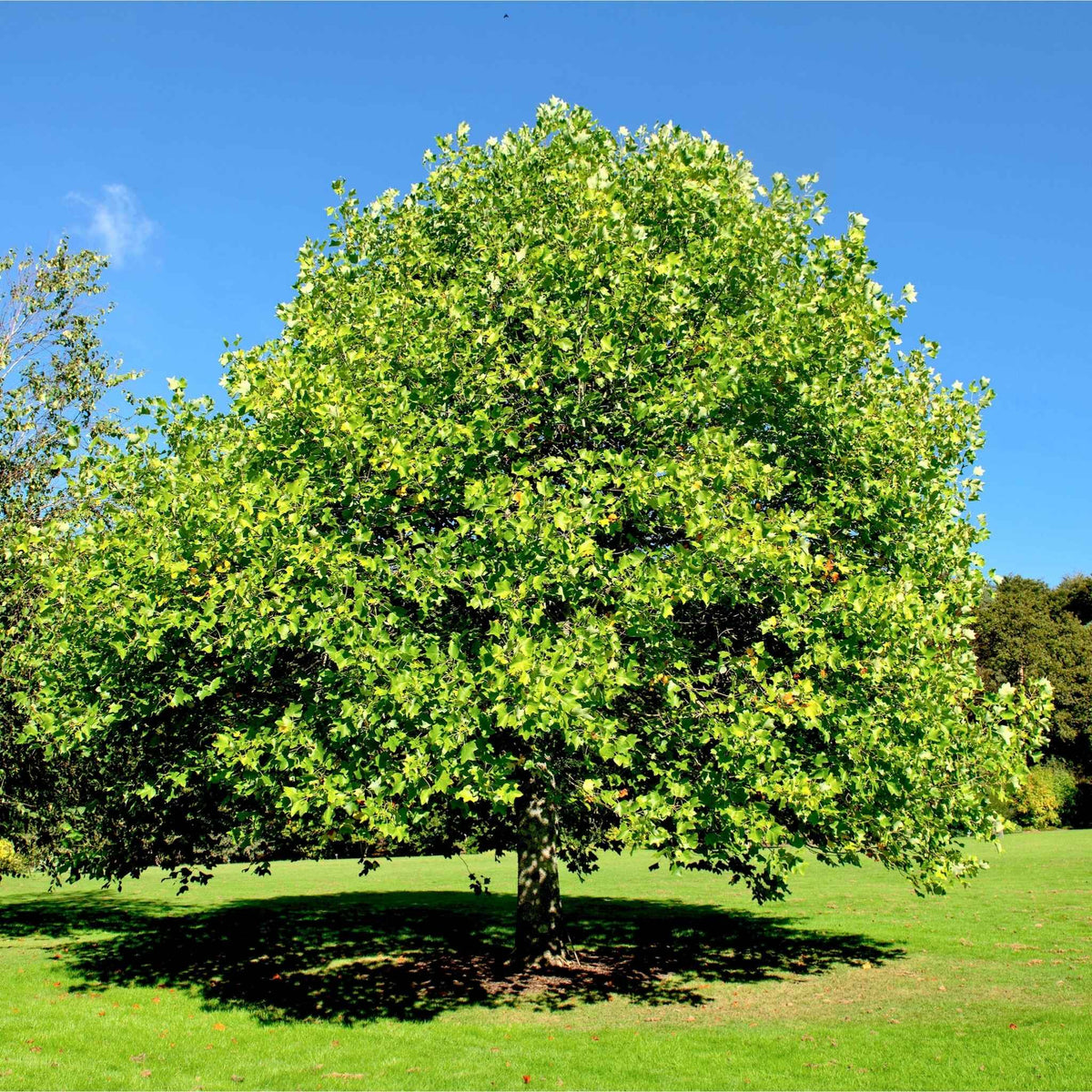 Tulip Poplar Trees