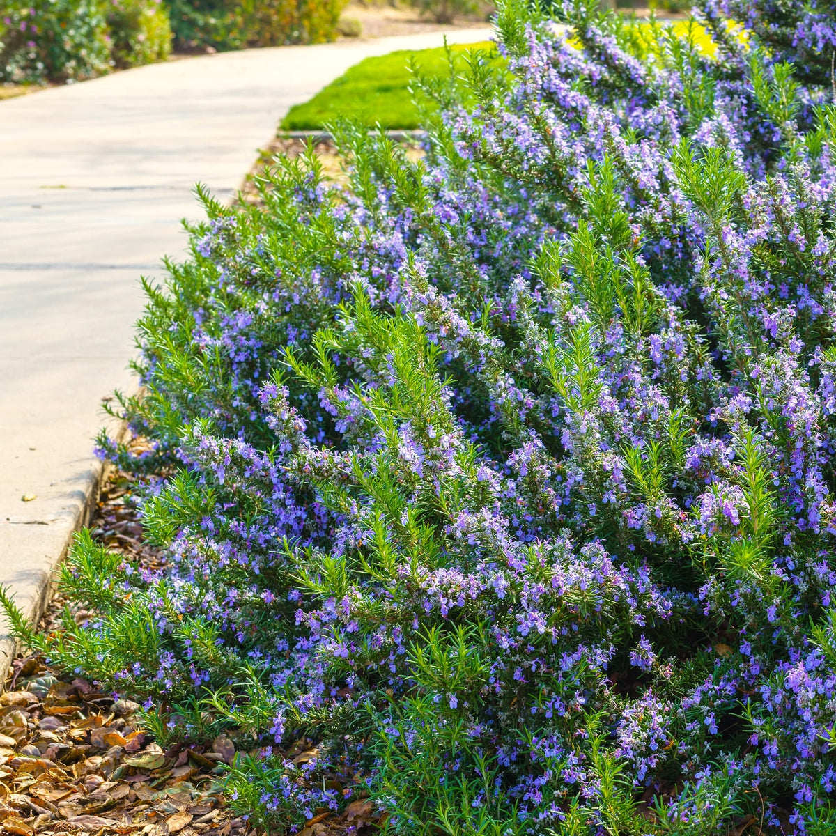 Tuscan Blue Rosemary Plants – Top Choice for Edible Landscaping