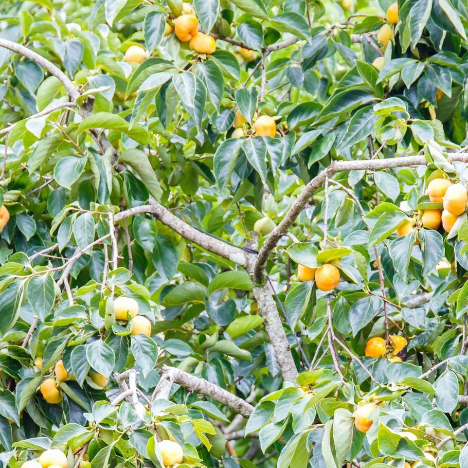 Fuyu Persimmon Tree – Sweet, Non-Astringent Fruit, Easy to Grow