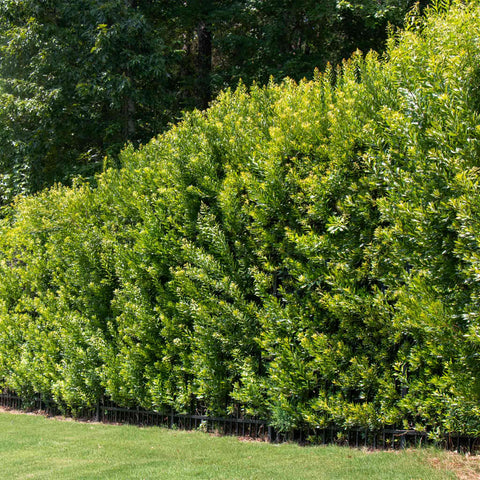 Southern Wax Myrtle: Fast-Growing Evergreen with Year-Round Beauty