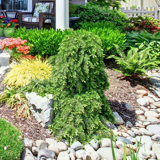 Weeping Norway Spruce – Ornamental Feature Tree, Unique Evergreen