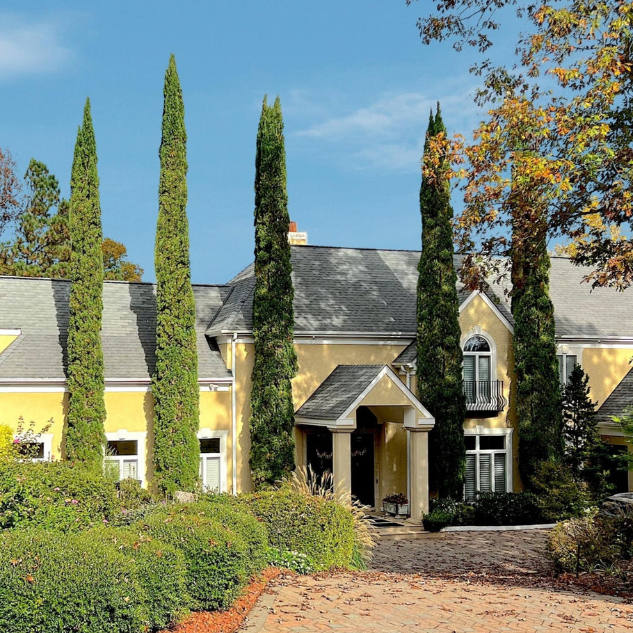 Italian Cypress Trees